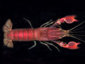 Red Chili AKA Red Brick Crayfish (Cherax wagenknechtae) - Aquatic Arts