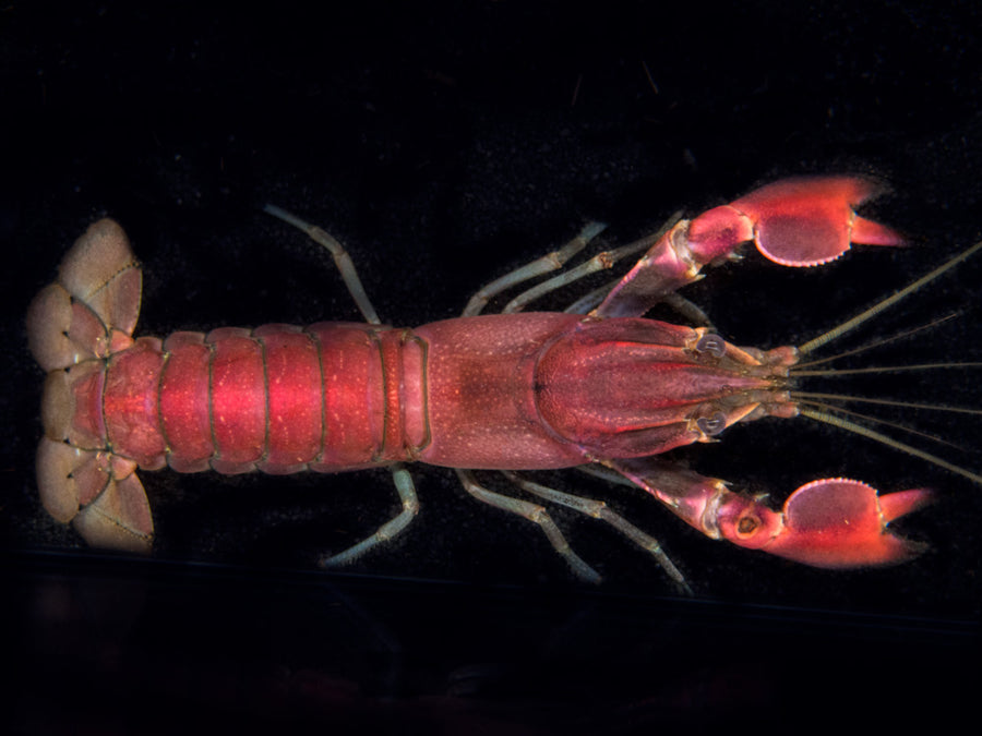 Red Chili AKA Red Brick Crayfish (Cherax wagenknechtae) - Aquatic Arts