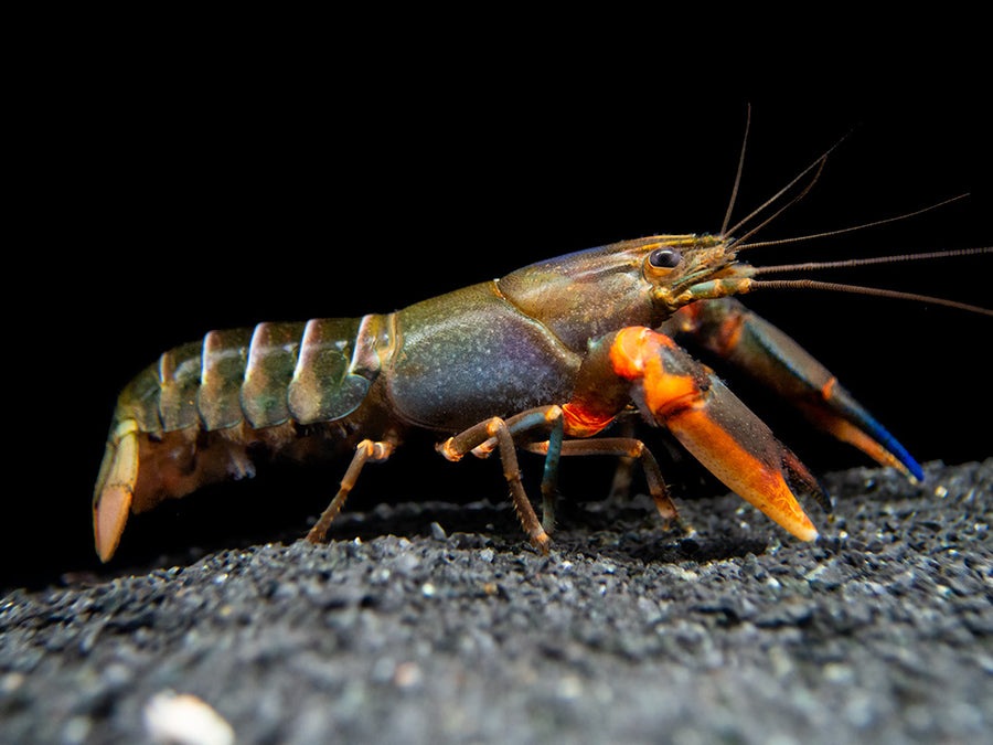 Red Kong Zebra Crayfish (Cherax mosessalossa) - Aquatic Arts