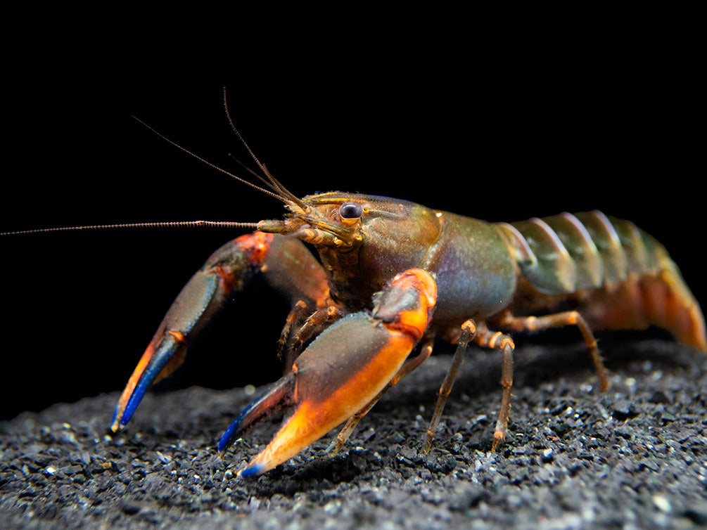 Red Kong Zebra Crayfish (Cherax mosessalossa) - Aquatic Arts
