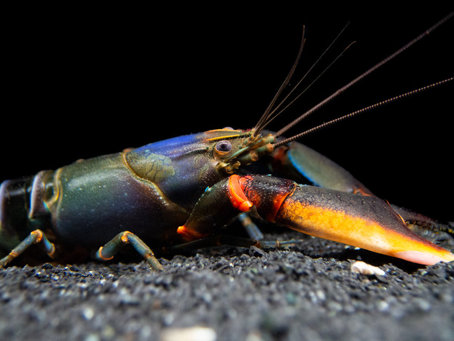 Red Kong Zebra Crayfish (Cherax mosessalossa) - Aquatic Arts