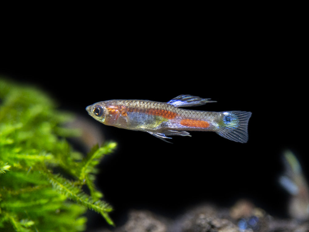 Red Line Endler’s Livebearer (Poecilia wingei) - Aquatic Arts