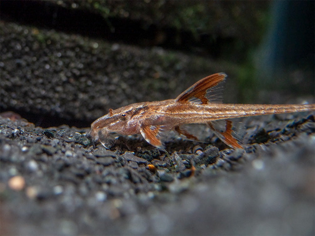 Red Lizard Whiptail Catfish (Rineloricaria sp.) - Aquatic Arts