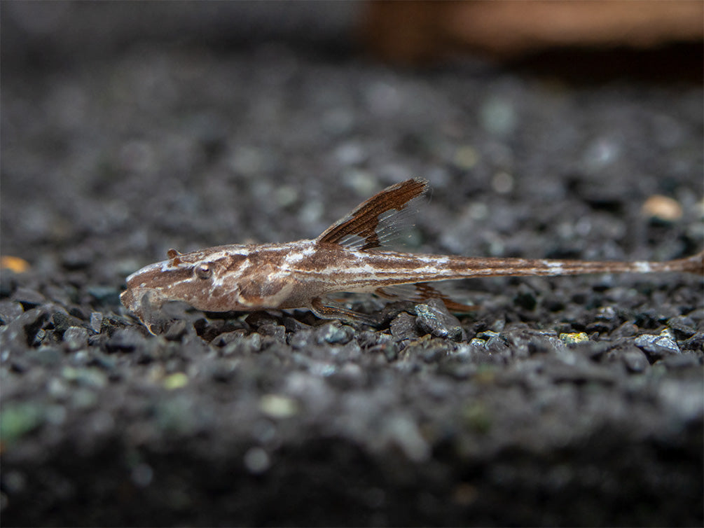 Red Lizard Whiptail Catfish (Rineloricaria sp.) - Aquatic Arts