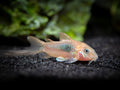 Red Longfin Cory Catfish (Corydoras aeneus), Tank-Bred - Aquatic Arts