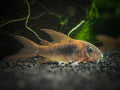 Red Longfin Cory Catfish (Corydoras aeneus), Tank-Bred - Aquatic Arts