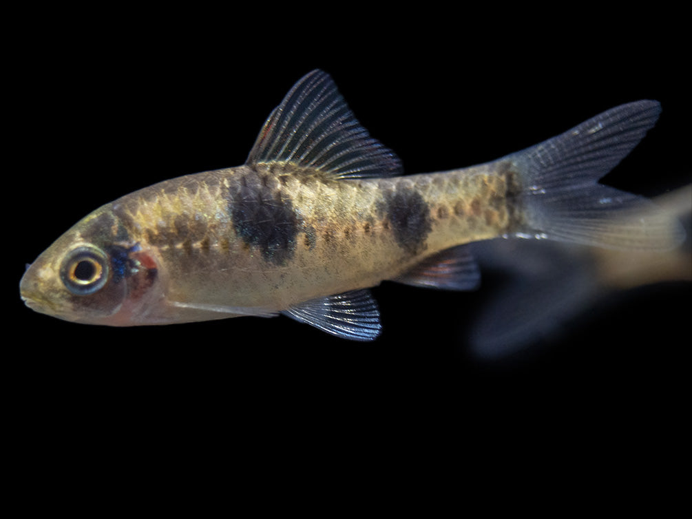 Red Panda (Melon) Barb (Haludaria fasciata), Tank-Bred! - Aquatic Arts ...