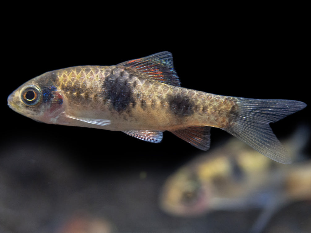 Red Panda (Melon) Barb (Haludaria fasciata), Tank-Bred! - Aquatic Arts ...