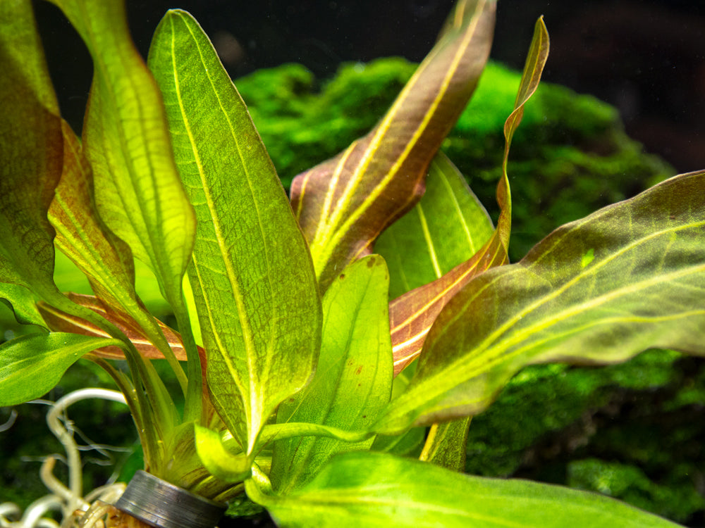 Sword Plants – Aquatic Arts