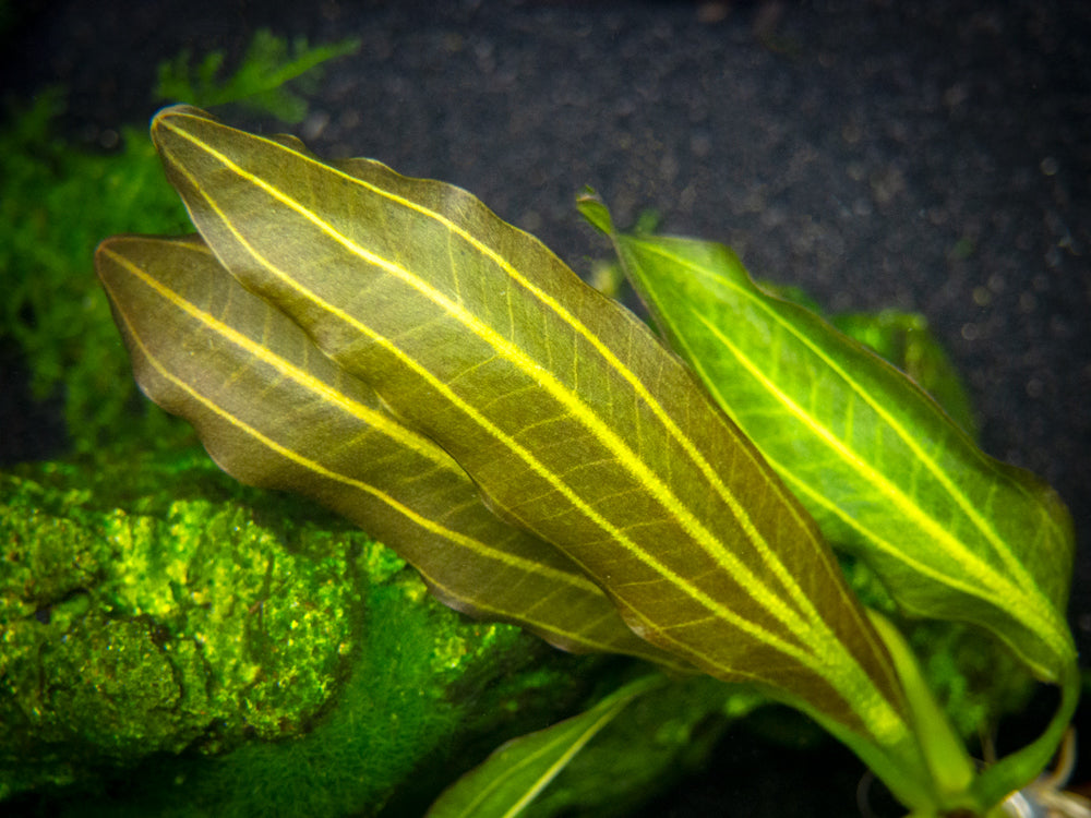 Sword Plants – Aquatic Arts