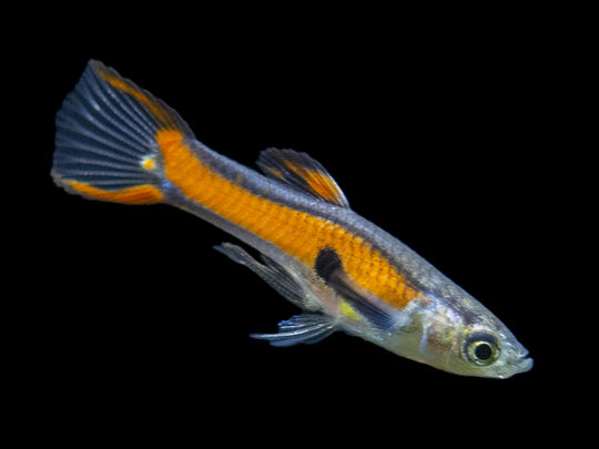 Red Scarlet Endler (Poecilia wingei), Males and Females, Tank-Bred ...