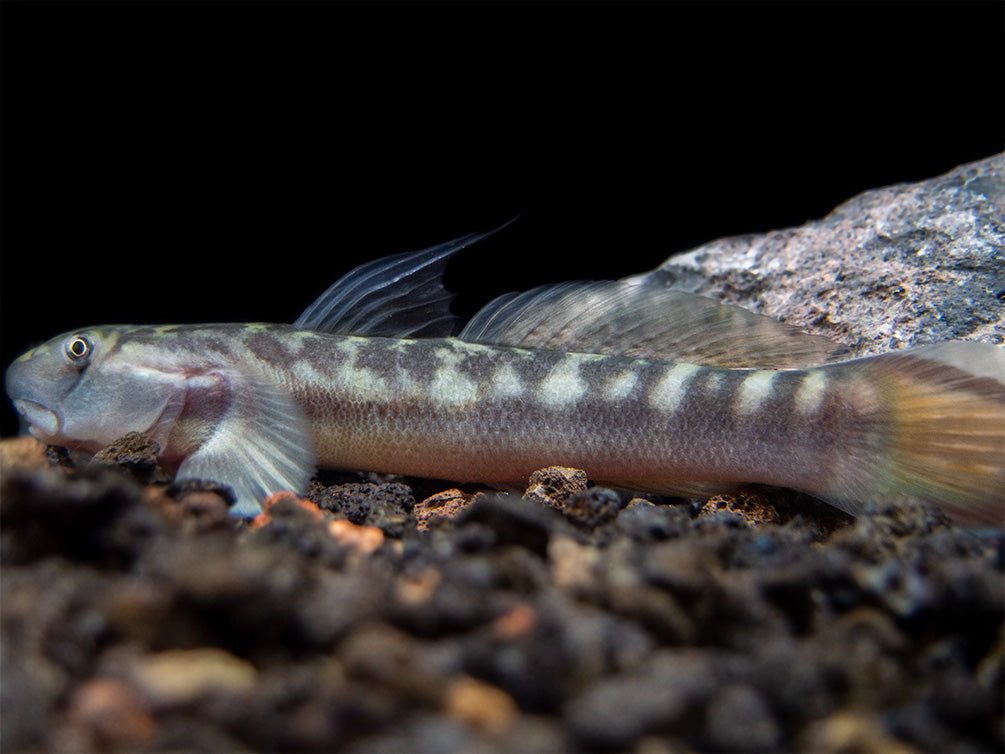 Red-Tailed Rock Goby (Sicyopterus lagocephalus) - Aquatic Arts