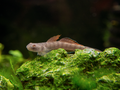 Orange Fin Stiphodon Goby (Stiphodon maculidorsalis) - Aquatic Arts