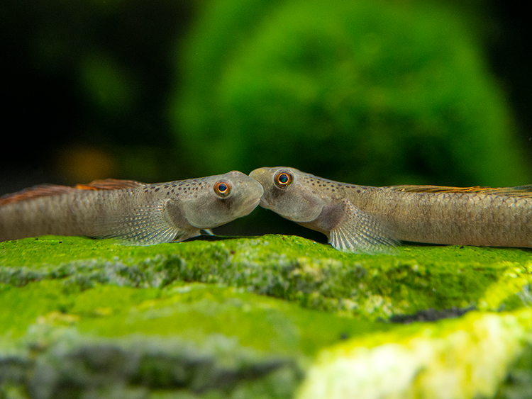 Orange Fin Stiphodon Goby (Stiphodon maculidorsalis) - Aquatic Arts