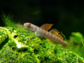 Orange Fin Stiphodon Goby (Stiphodon maculidorsalis) - Aquatic Arts