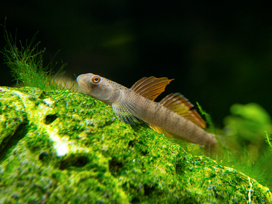 Orange Fin Stiphodon Goby (Stiphodon maculidorsalis) - Aquatic Arts