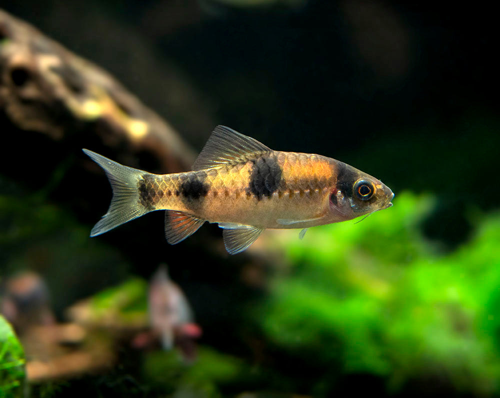 Red Panda (Melon) Barb (Haludaria fasciata), Tank-Bred! - Aquatic Arts ...
