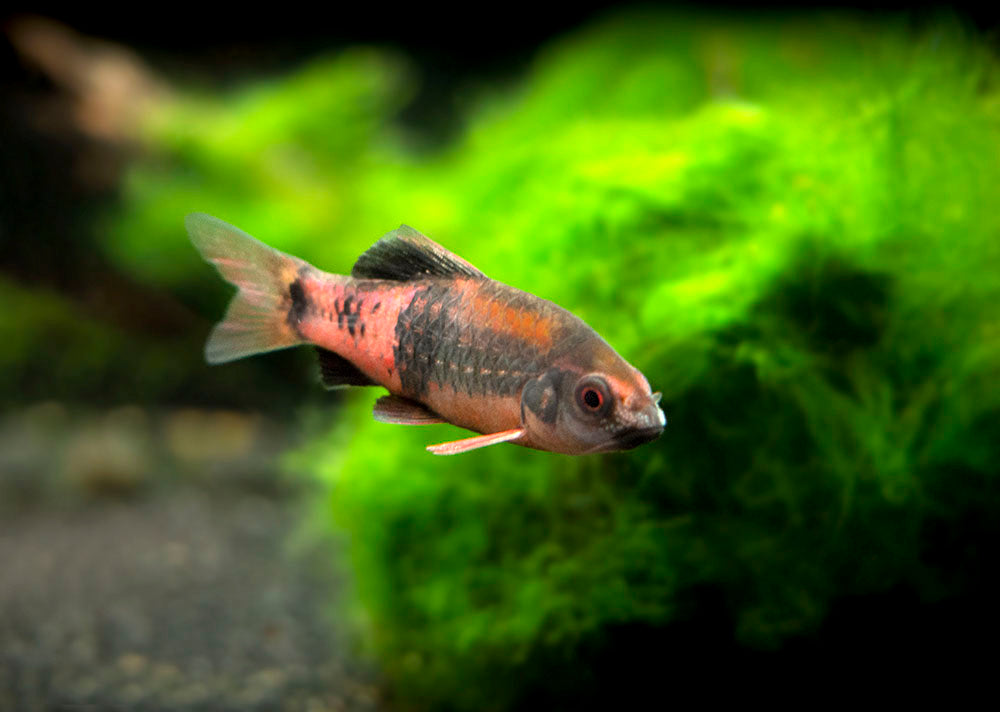 Red Panda (Melon) Barb (Haludaria fasciata), Tank-Bred! - Aquatic Arts