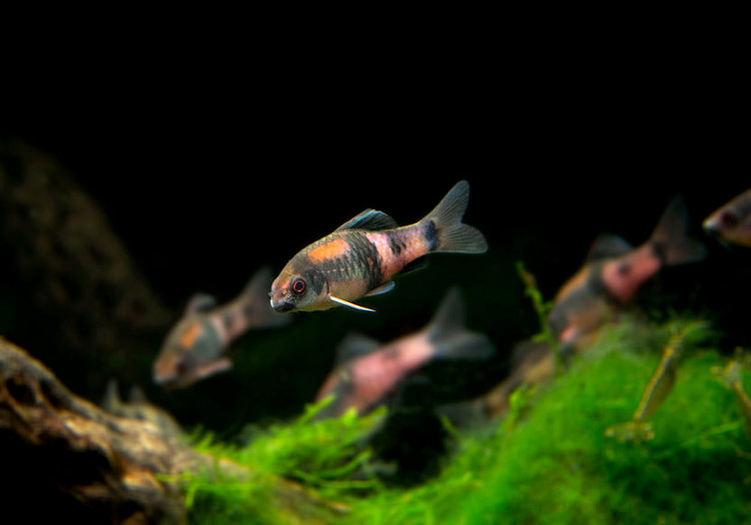Red Panda (Melon) Barb (Haludaria fasciata), Tank-Bred! - Aquatic Arts