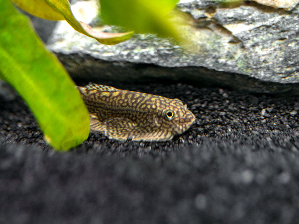 Reticulated Hillstream Loach (Sewellia lineolata) - Aquatic Arts