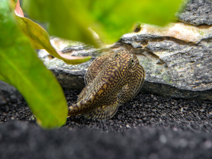 Reticulated Hillstream Loach (Sewellia lineolata) - Aquatic Arts