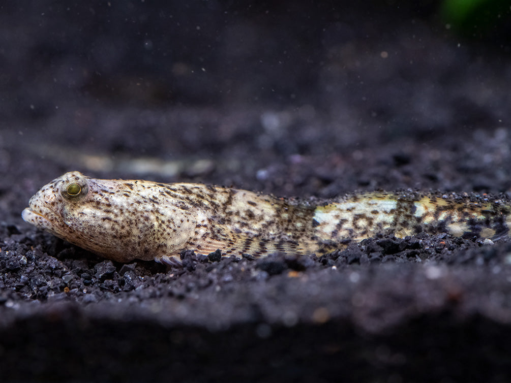 Indonesian Dragon Goby (Schismatogobius risdawatiae) - Aquatic Arts
