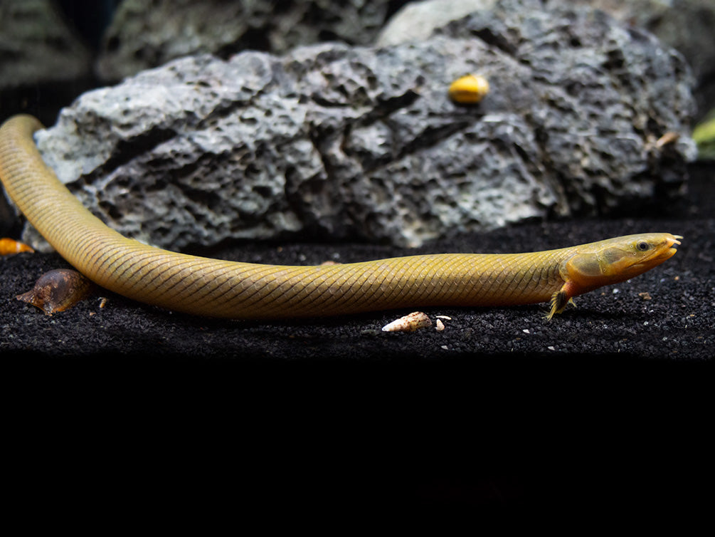 Ropefish AKA Reedfish (Erpetoichthys calabaricus) – Aquatic Arts