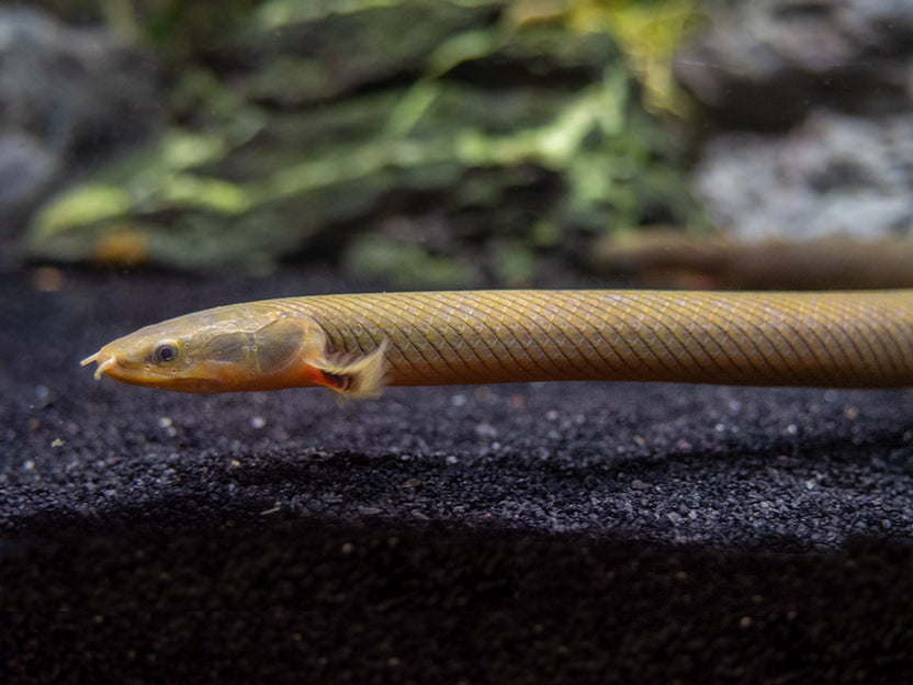 Ropefish AKA Reedfish (Erpetoichthys calabaricus) – Aquatic Arts