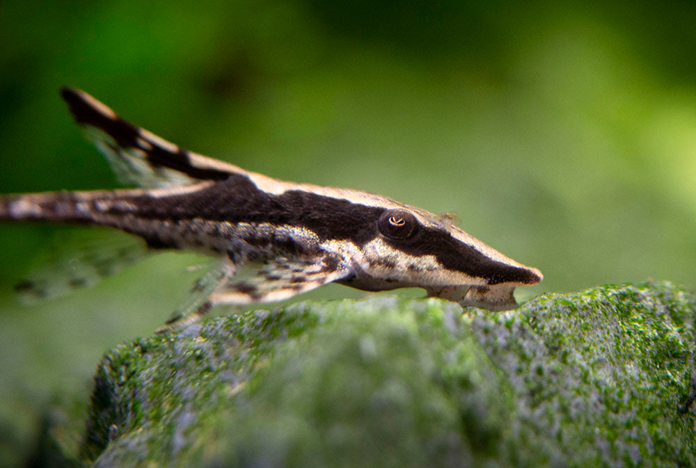 Banded Whiptail Catfish