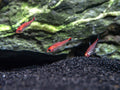 Ruby Tetra (Axelrodia riesei) - Aquatic Arts
