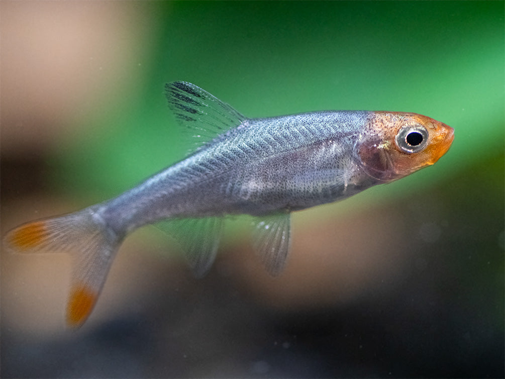 Rummy Nose Rasbora (Sawbwa resplendens), Tank-Raised! - Aquatic Arts on ...