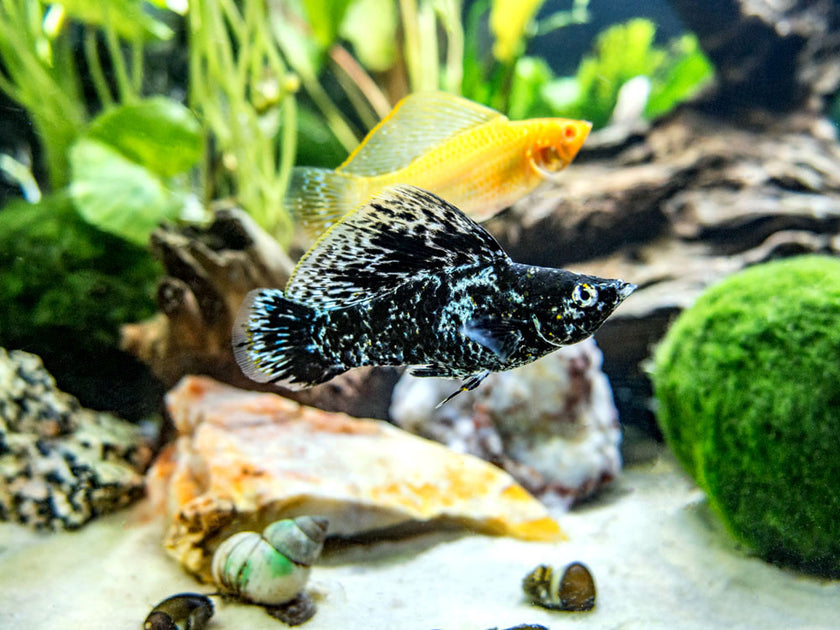 Mollies / Platies / Swordtails – Aquatic Arts
