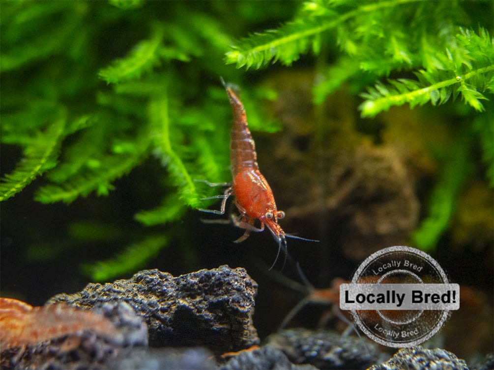 Painted Fire Red Cherry Shrimp, Locally-Bred - Aquatic Arts