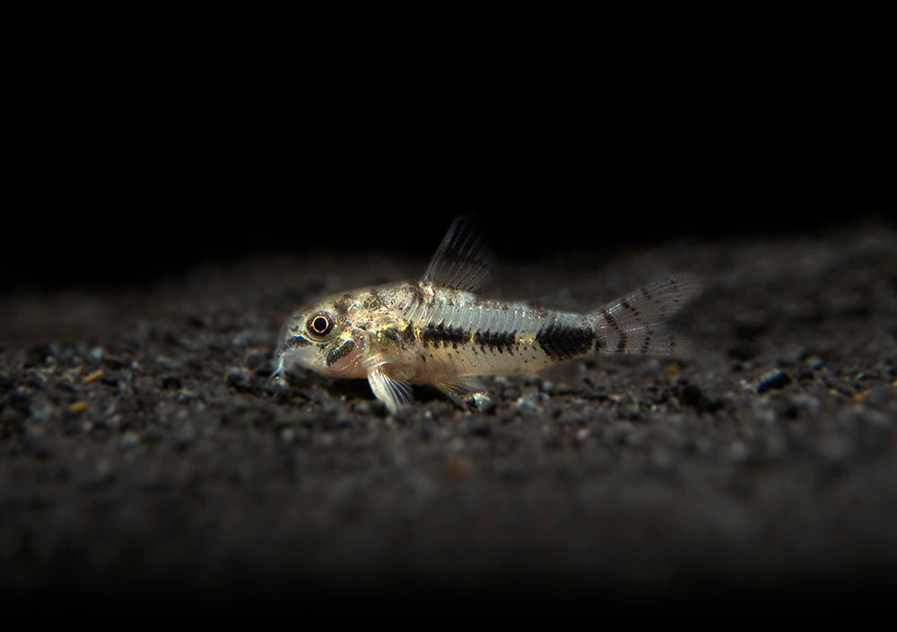 Salt and Pepper Cory Catfish (Corydoras habrosus) - Aquatic Arts