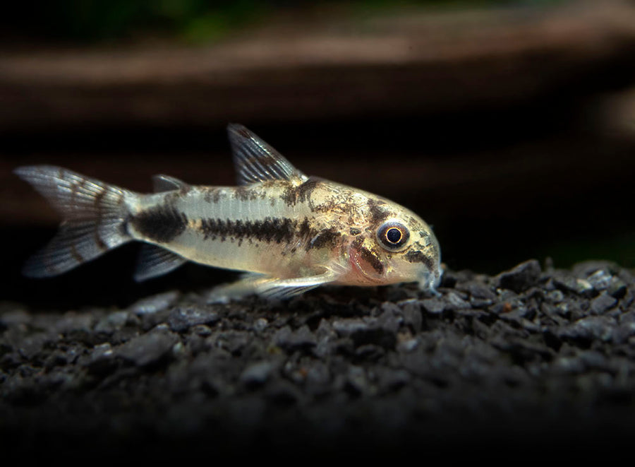 Salt and Pepper Cory Catfish (Corydoras habrosus) - Aquatic Arts
