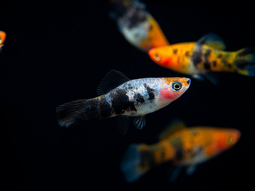 Mollies / Platies / Swordtails – Aquatic Arts
