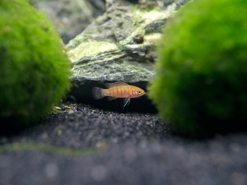 Scarlet Badis (Dario dario) - Aquatic Arts