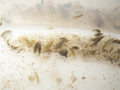 Live Daphnia and Scud Cultures Combo Pack - Aquatic Arts