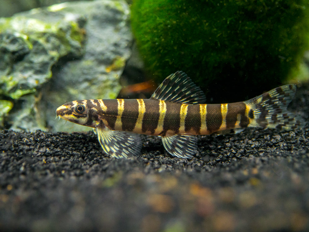 Serpent Loach/Botia (Serpenticobitis octozona) – Aquatic Arts