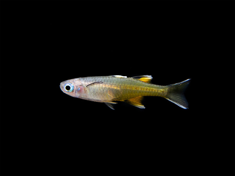 Pacific Signifer Blue Eye Rainbowfish - Aquatic Arts