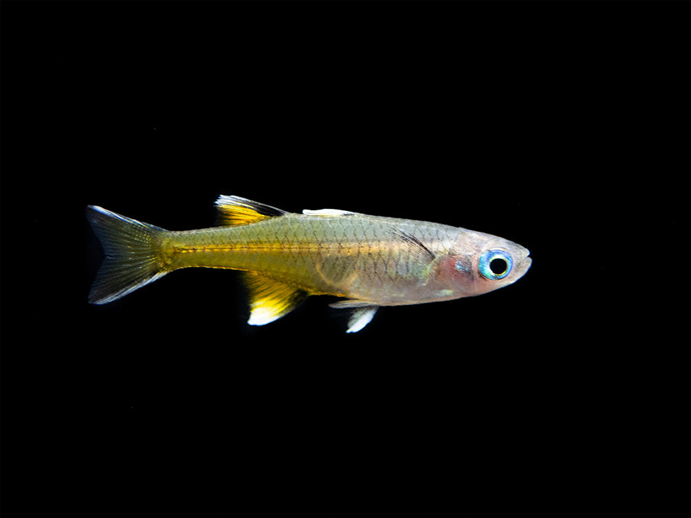 Pacific Signifer Blue Eye Rainbowfish - Aquatic Arts
