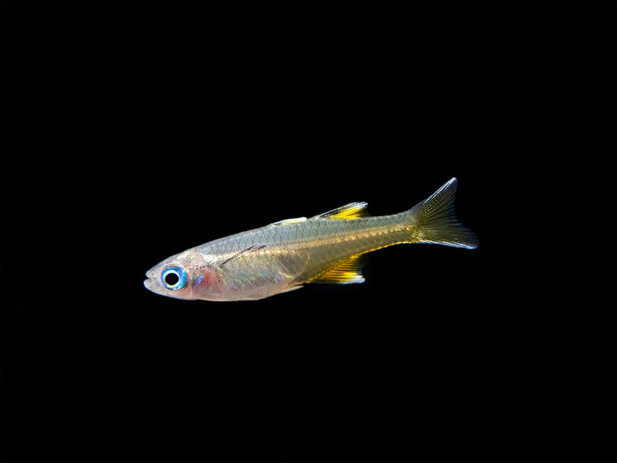 Pacific Signifer Blue Eye Rainbowfish - Aquatic Arts