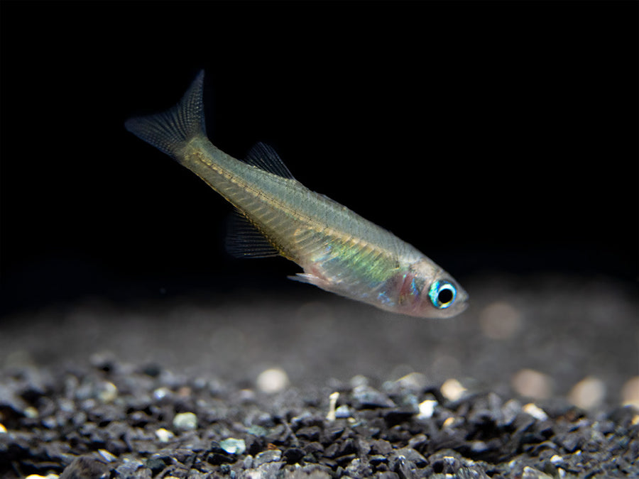 Pacific Signifer Blue Eye Rainbowfish - Aquatic Arts