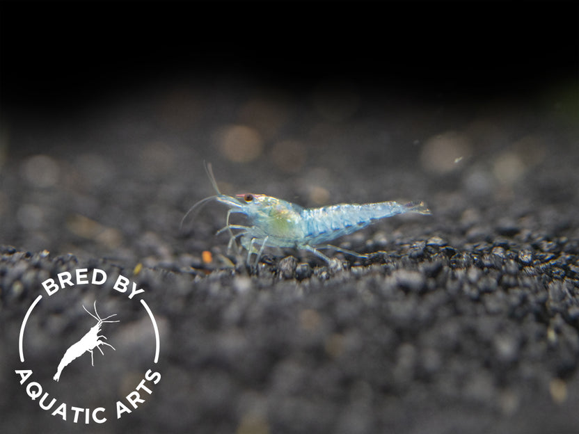 All Invertebrates – Page 2 – Aquatic Arts