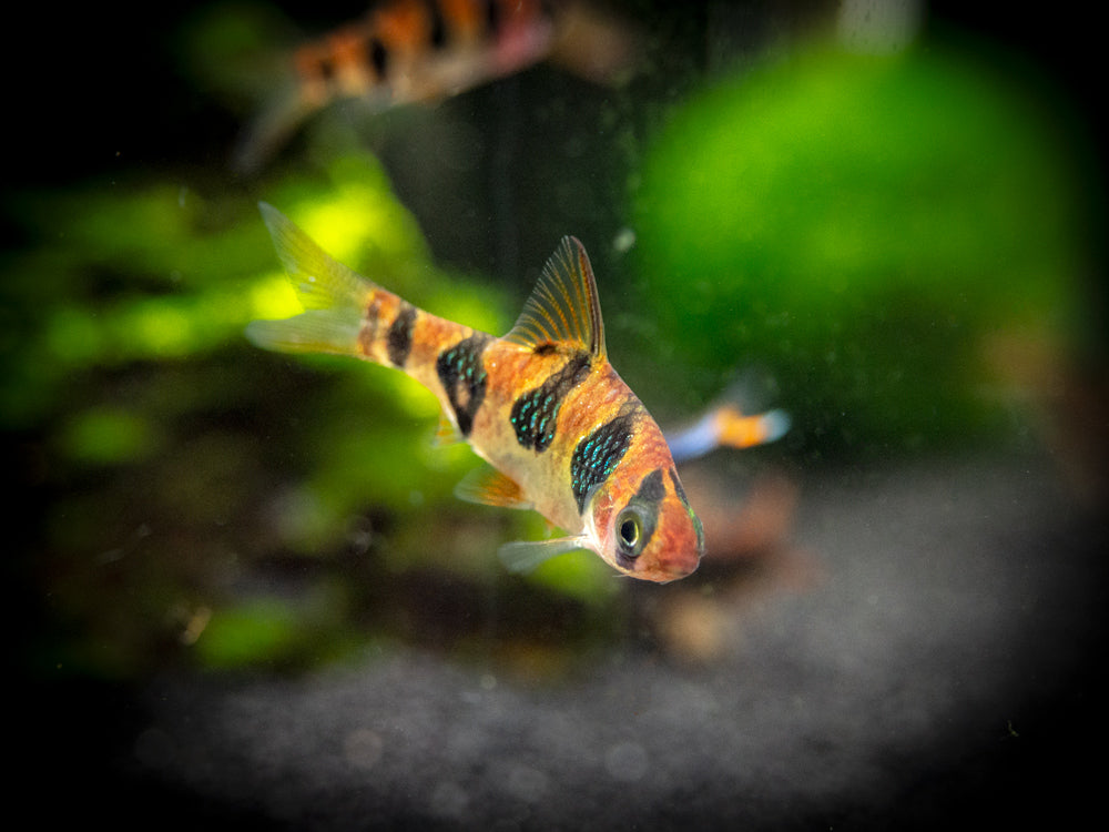 Snakeskin Rhombo Barb (Desmopuntius rhomboocellatus) - Aquatic Arts
