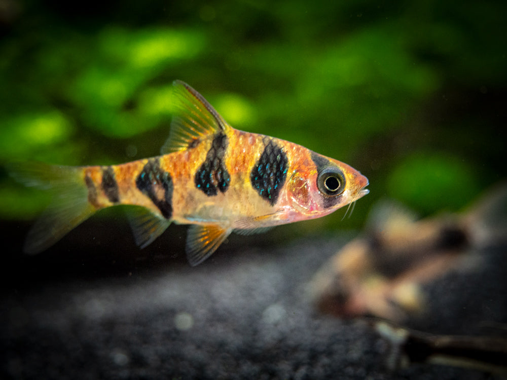 Snakeskin Rhombo Barb (Desmopuntius rhomboocellatus) - Aquatic Arts