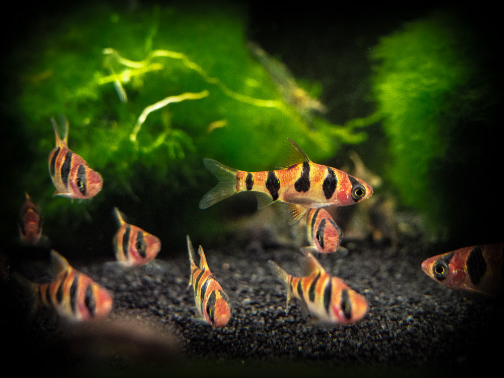 Snakeskin Rhombo Barb (Desmopuntius rhomboocellatus) - Aquatic Arts
