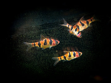 Snakeskin Rhombo Barb (Desmopuntius rhomboocellatus) - Aquatic Arts