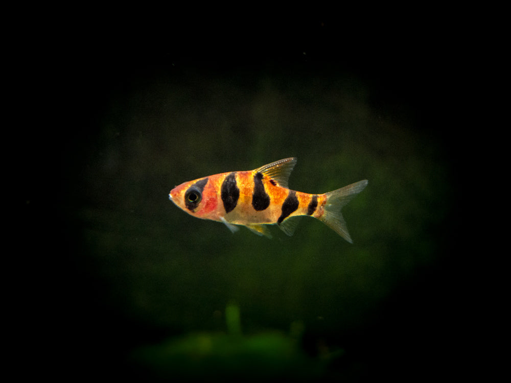 Snakeskin Rhombo Barb (Desmopuntius rhomboocellatus) - Aquatic Arts