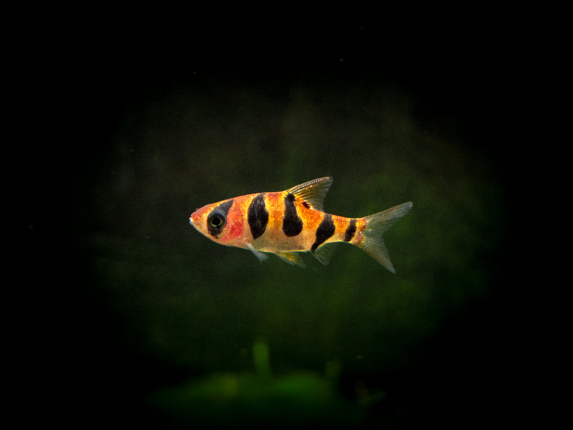 Snakeskin Rhombo Barb (Desmopuntius rhomboocellatus) - Aquatic Arts